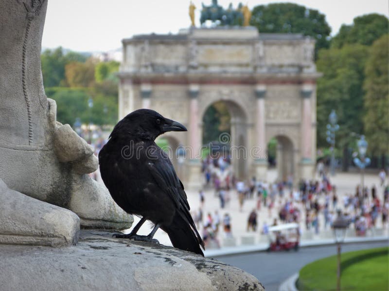 Raven in paris stock image. Image of bird, history, monument - 267206489