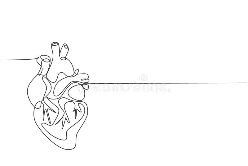 Un Dibujo Continuo De Un órgano Cardíaco Humano Anatómico Concepto De