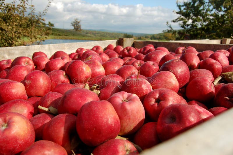 Manzanas en un cajón foto de archivo. Imagen de horizontal - 30933676