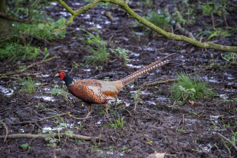 Un fagiano comune maschio fotografia stock. Immagine di prateria - 58975418