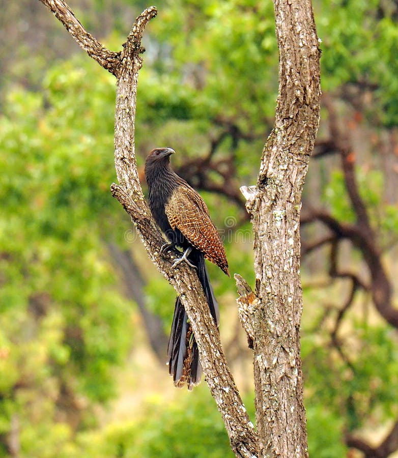Un Faisán Australiano Coucal Foto de archivo - Imagen de grande ...