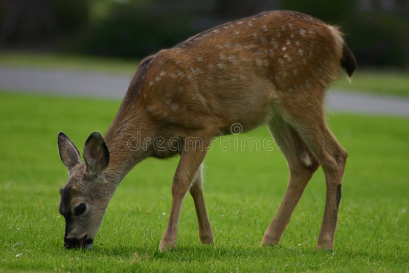 Un faon photo stock. Image du faune, généralités, nature - 259662