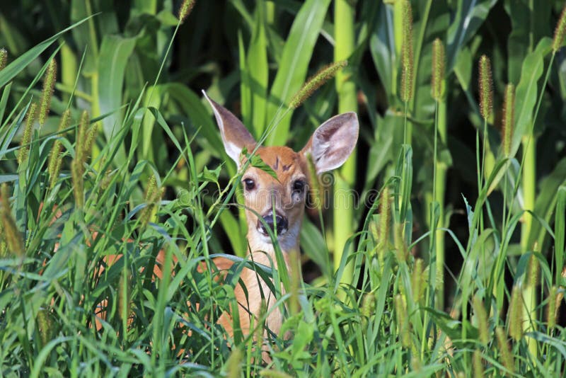Triplets De Cerfs Communs De Queue Blanche Image stock - Image du ...