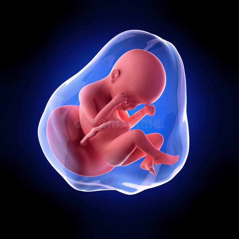 Un feto humano - semana 24 stock de ilustración. Ilustración de azul ...