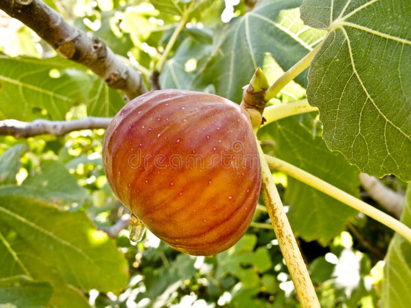 Un Fico Maturo Su Un Albero Immagine Stock - Immagine di agricoltura ...