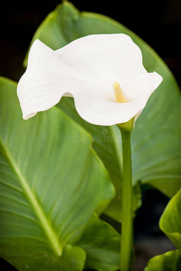 Un Giardino Bianco Del Fiore Della Calla in Primavera Immagine Stock ...