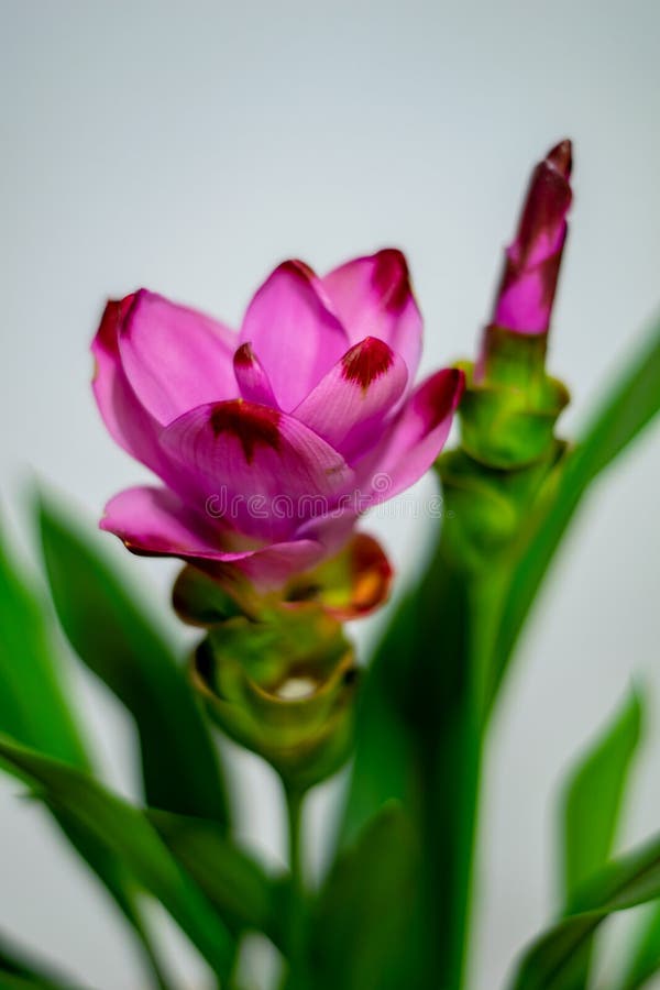 Un fiore della curcuma immagine stock. Immagine di gambi - 118515217