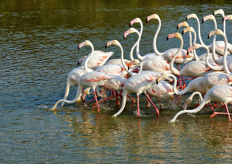 Un flamant plus grand photo stock. Image du bande, alimenter - 1207924