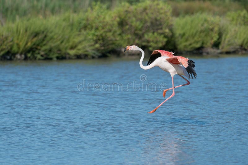 Un flamant plus grand image stock. Image du beau, animal - 45001897