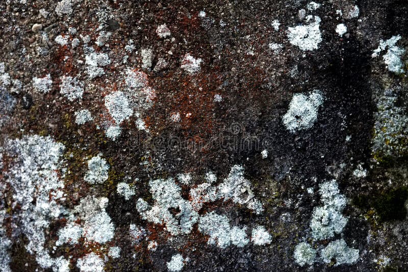 Un fondo della muffa immagine stock. Immagine di sfondo - 83195553