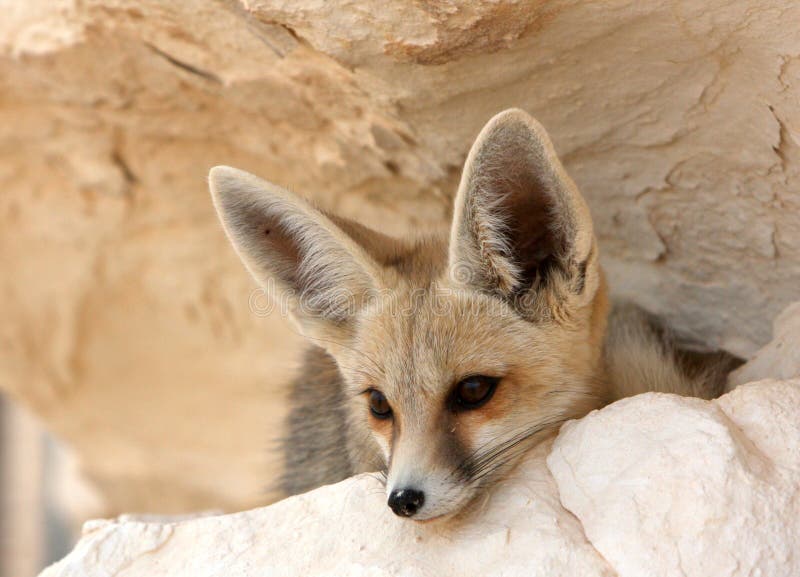 Un Fox De Fennec En El Desierto Blanco Imagen de archivo - Imagen de ...