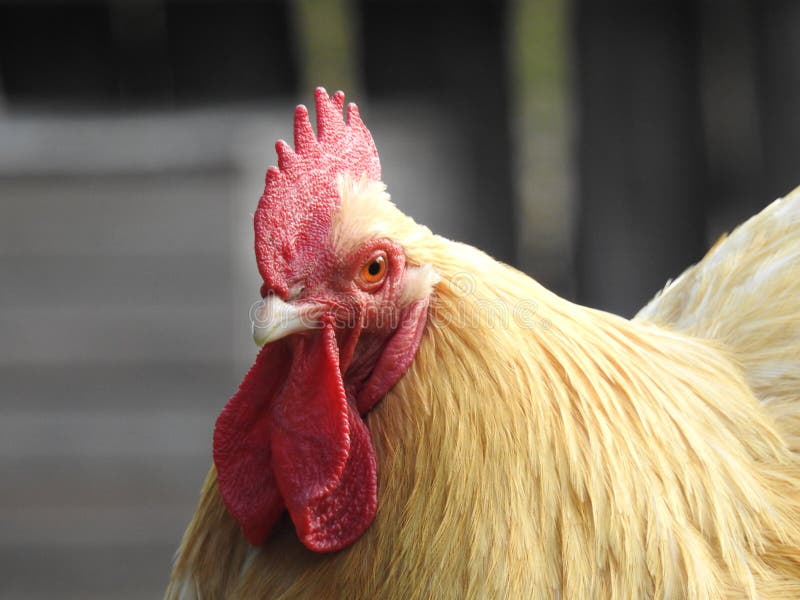 Un gallo real foto de archivo. Imagen de ojos, fondo - 88148512