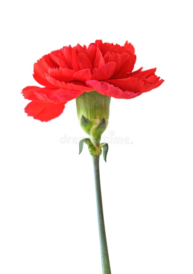 Garofano rosso immagine stock. Immagine di mazzo, indiana - 29233285