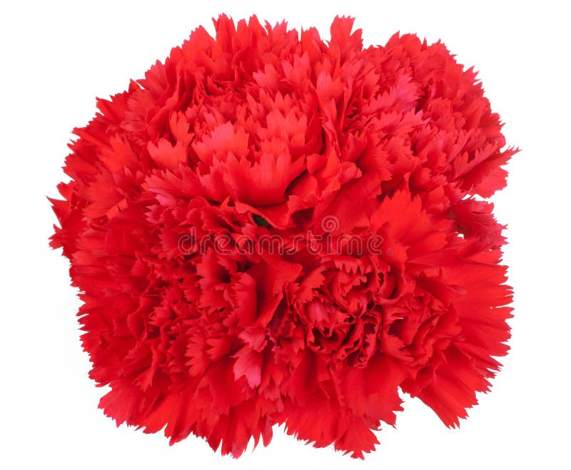 Garofano Rosso Del Flowe Isolato Su Bianco Immagine Stock - Immagine di ...