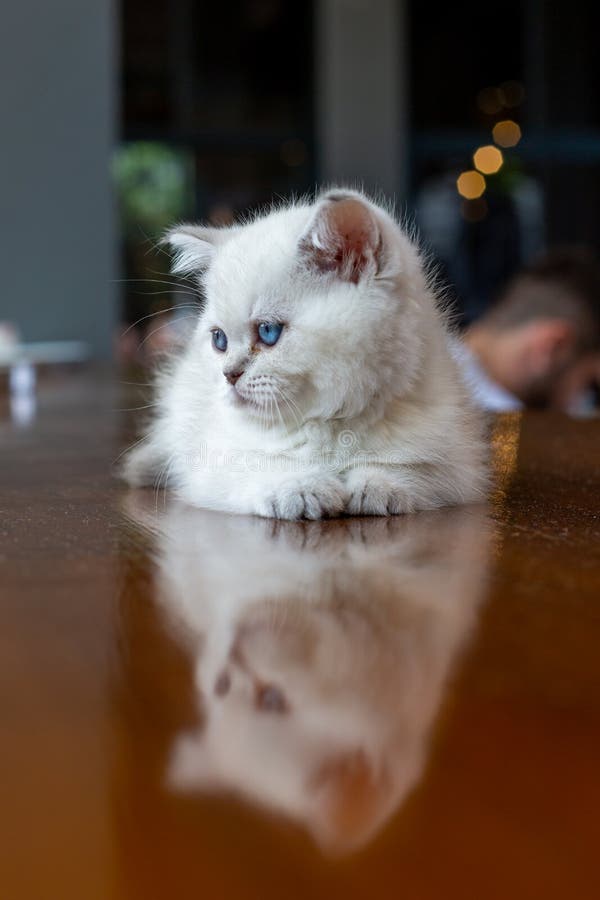Un Gatito Blanco Con Ojos Azules Foto de archivo - Imagen de interior ...