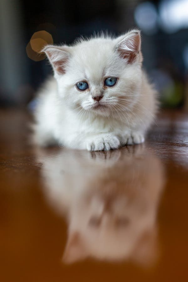 Un Gatito Blanco Con Ojos Azules Imagen de archivo - Imagen de lindo ...