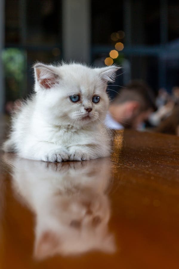Un Gatito Blanco Con Ojos Azules Imagen de archivo - Imagen de poco ...