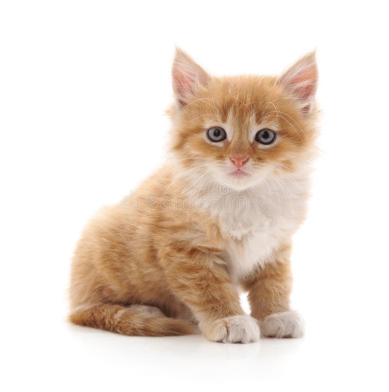 Un gatito marrón foto de archivo. Imagen de blanco, estudio - 122671266