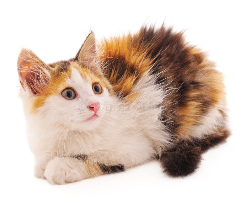 Un gato con manchas foto de archivo. Imagen de mascota - 215859920