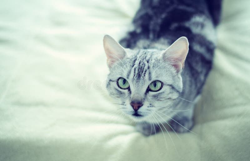 Un Gato Con Una Mirada Misteriosa. Foto de archivo - Imagen de verde ...