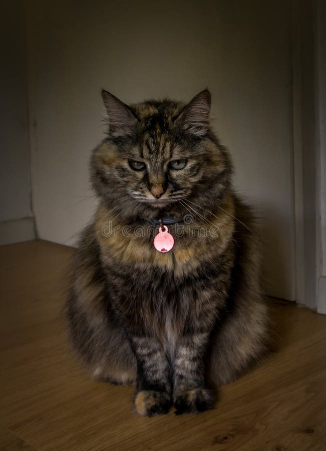 Un Gato Con Una Mirada Seria Imagen de archivo - Imagen de gris, color ...