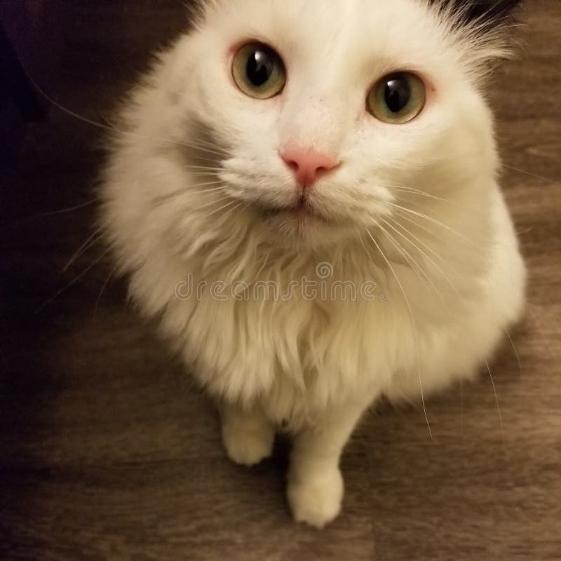 Un Gato Flaco Mirando Hacia Arriba Pacientemente Foto de archivo ...