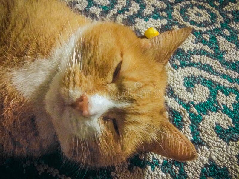 Un Gato Flojo Cansado En El Suelo Foto de archivo - Imagen de relajante ...