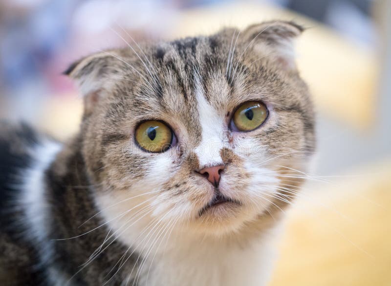 2,932 Cara Que Se Pregunta Fotos - Libres de Derechos y Gratuitas de ...