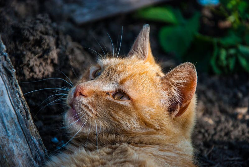 Un gato rojo imagen de archivo. Imagen de fresco, pata - 53545655