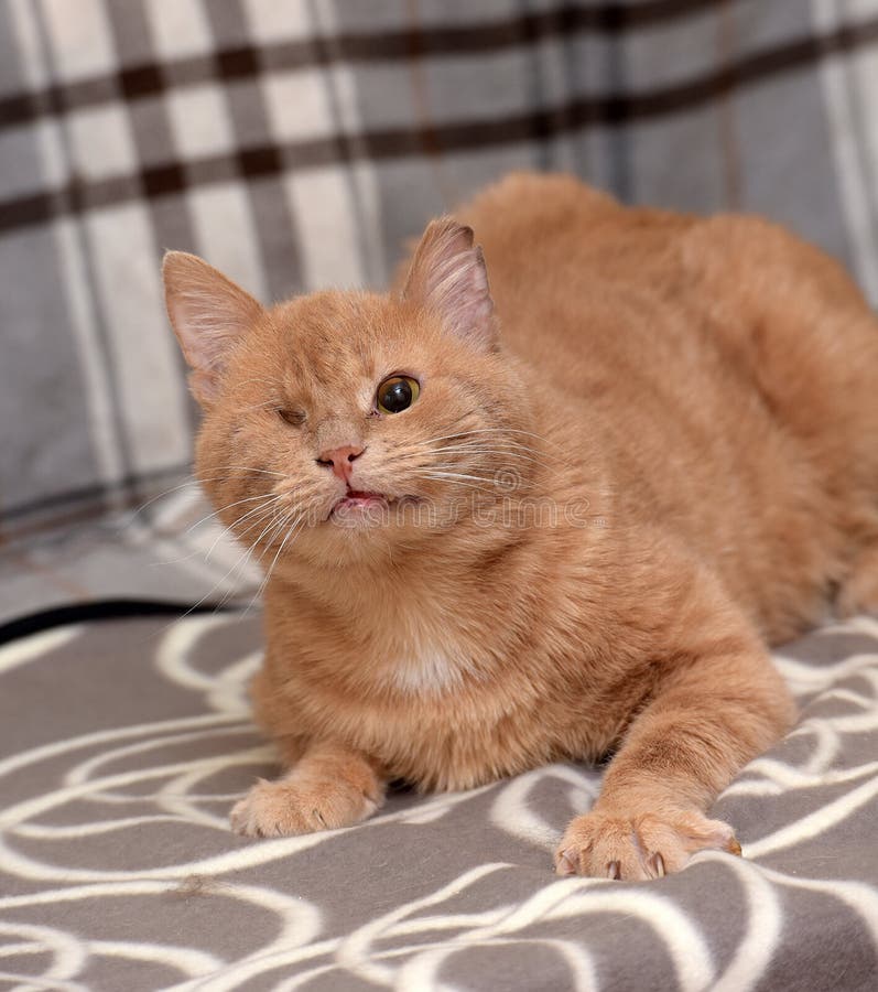 Un gato tuerto imagen de archivo. Imagen de voluntarios - 66655735