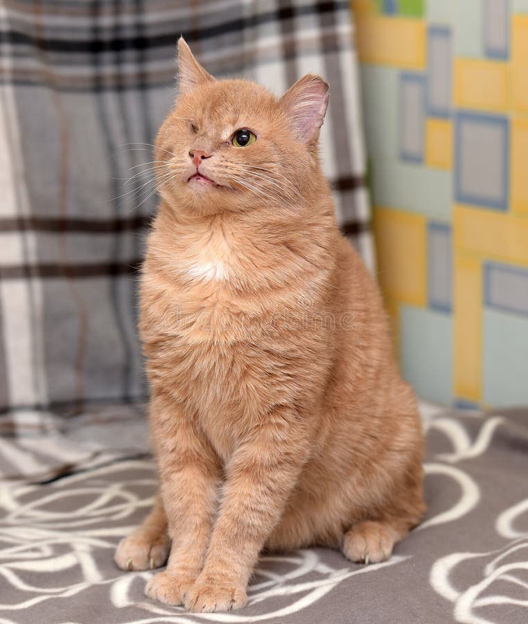 Gato Tuerto Fotos De Stock - Download 185 Fotos Libres de Derechos