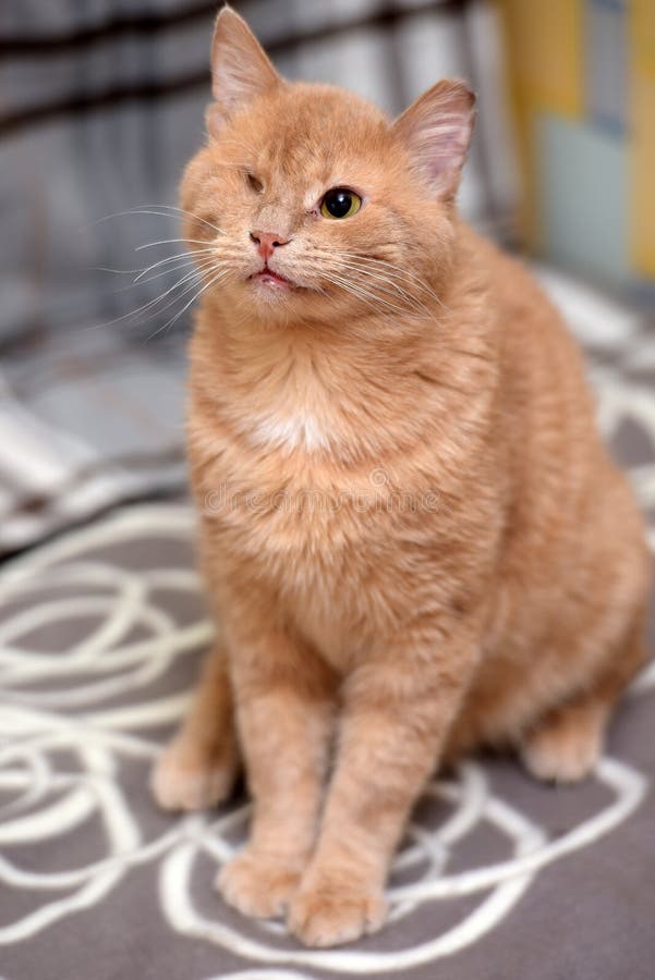 Gato Tuerto Fotos De Stock - Download 185 Fotos Libres de Derechos