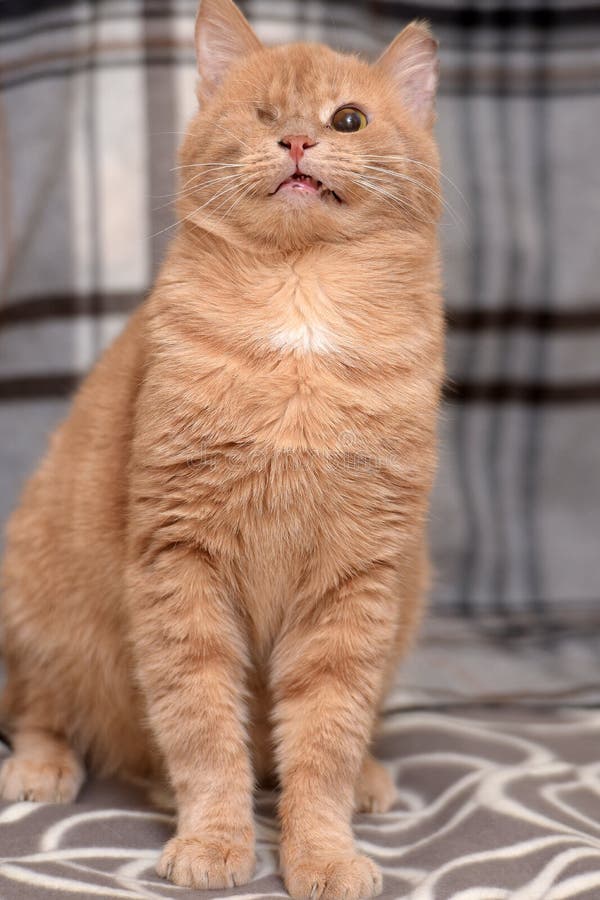 Gato Tuerto Fotos De Stock - Download 185 Fotos Libres de Derechos