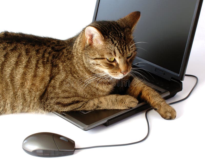 Gatto che usa il computer immagine stock. Immagine di internet - 296803