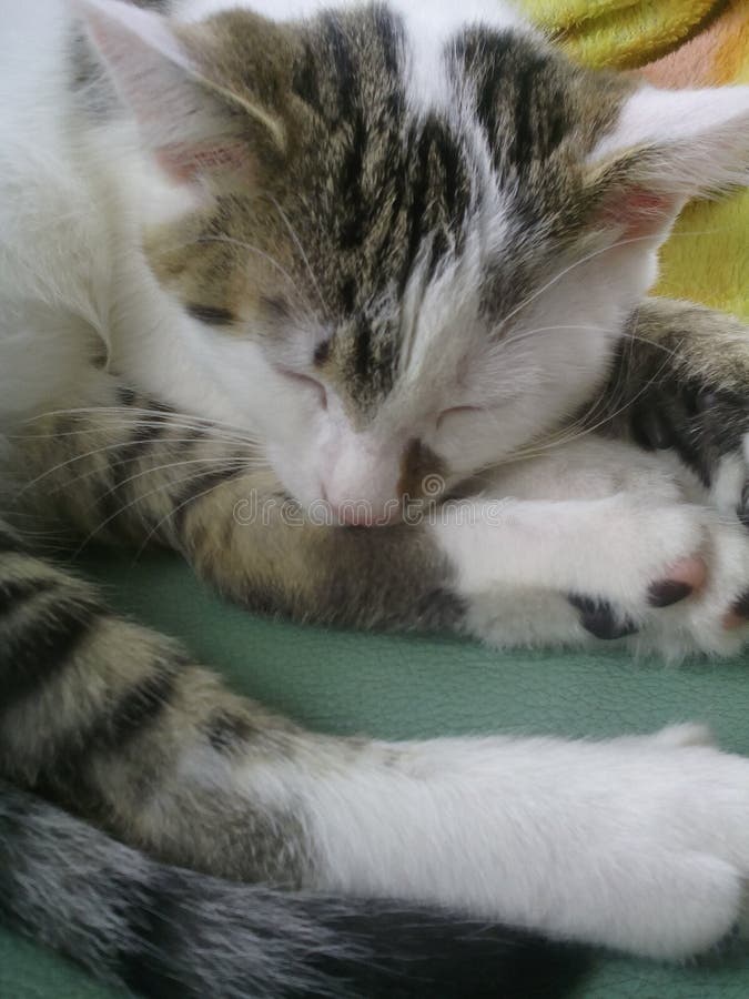 Un gatto dolce di sonno fotografia stock. Immagine di animale - 86604404