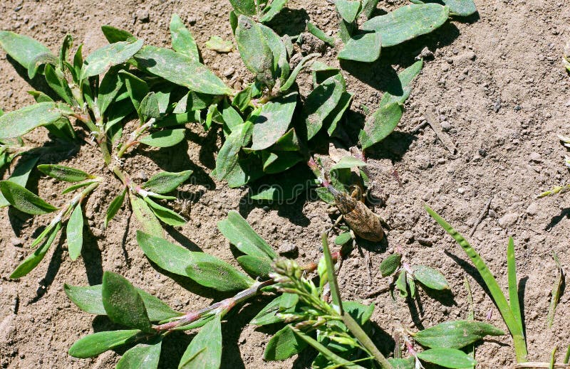 Un Genre D'insecte a Un Long Nez Photo stock - Image du biologie, beau ...