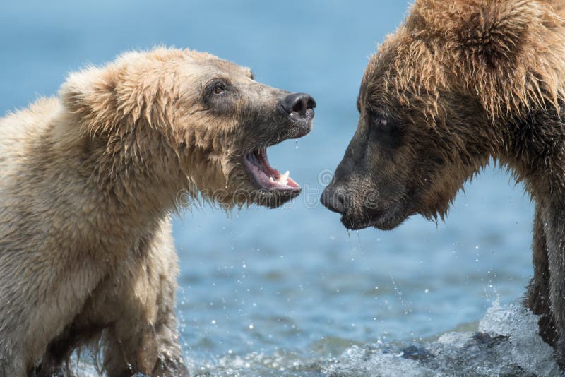 Un Gioco D'Alasca Di Due Orsi Bruni Immagine Stock - Immagine di ...