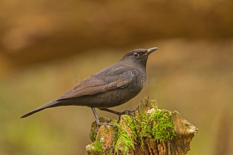 Un Giovane Merlo Maschio Nel Posto Superiore Fotografia Stock ...