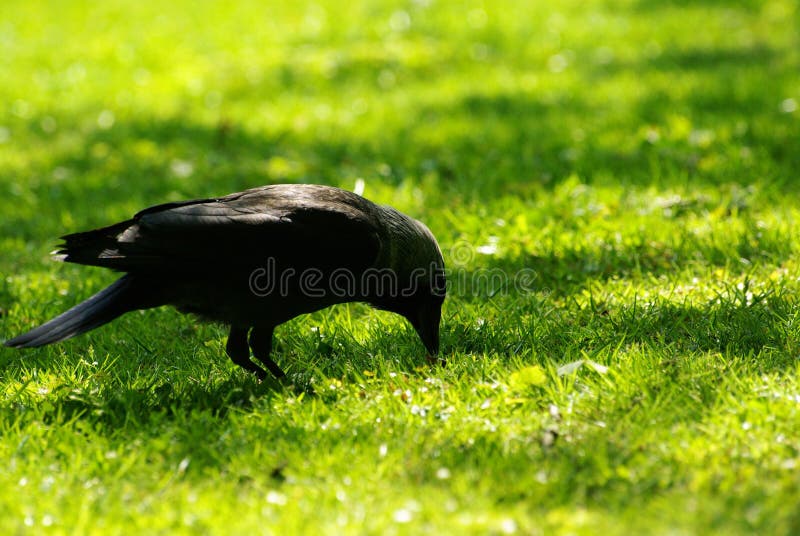 Un Grajo En La Hierba Verde Imagen de archivo - Imagen de gusanos ...