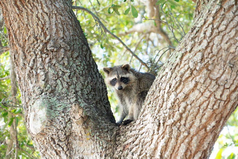 Mapache Asustado Fotos de stock - Fotos libres de regalías de Dreamstime