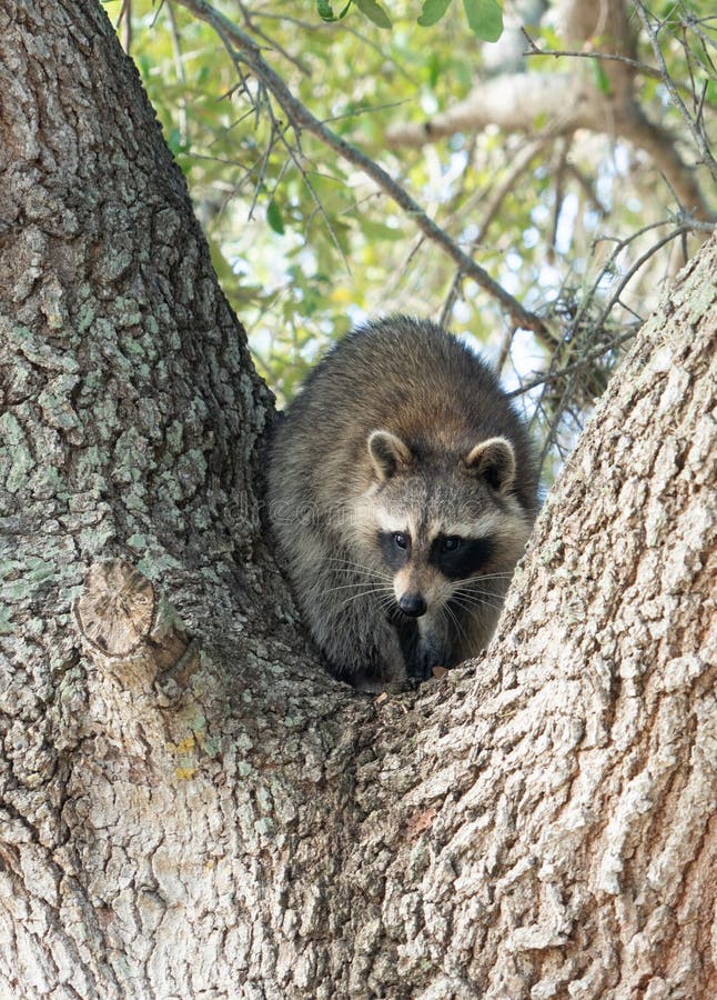 Mapache Asustado Fotos de stock - Fotos libres de regalías de Dreamstime
