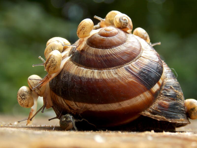 Grand escargot au mur photo stock. Image du animal, centrale - 223282444