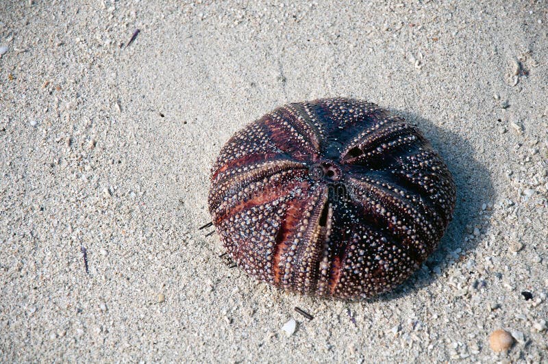 Oursin dans la coquille photo stock. Image du aquatique - 32160474