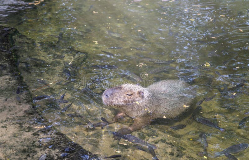Un Grande Capybara in Uno Stagno Allo Zoo Immagine Stock - Immagine di ...
