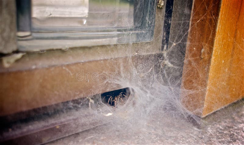 Un Grande Ragno Dentro Il Suo Nido Fotografia Stock - Immagine di ...