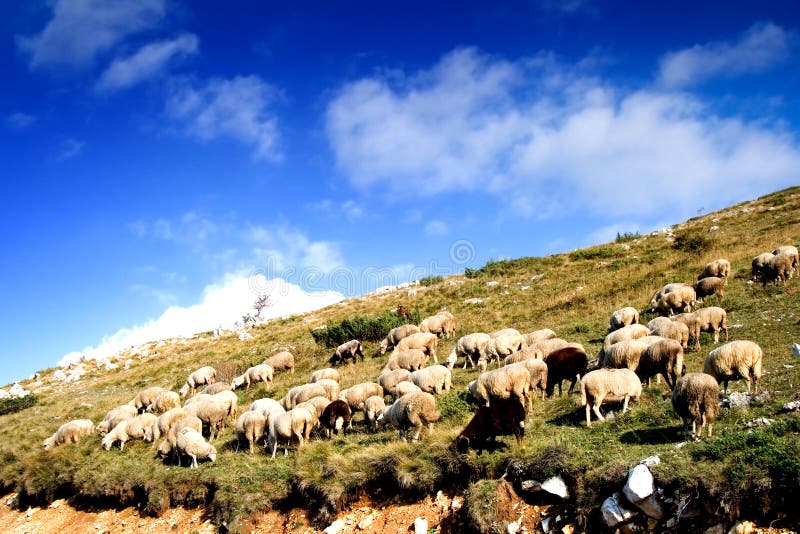 Un gregge delle pecore fotografia stock. Immagine di collina - 1438950