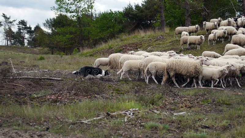 Un Gregge Delle Pecore E Di Un Cane Pastore Stock Footage - Video di ...