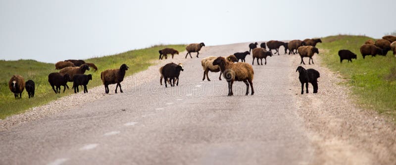 Un Gregge Delle Ram Attraversa La Strada Immagine Stock - Immagine di ...