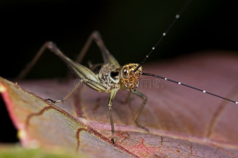 Un Grillo En Una Hoja Rojiza Foto de archivo - Imagen de insecto ...