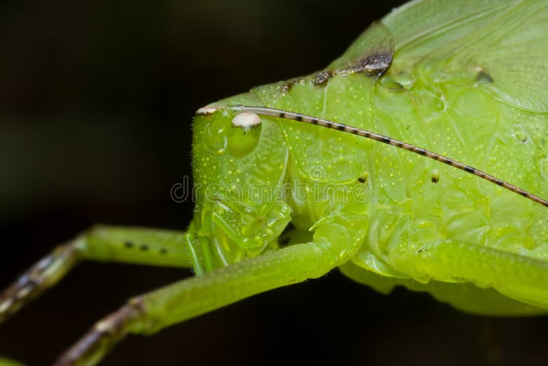 Un Grillo Verde Cespuglio/del Katydid Immagine Stock - Immagine di ...